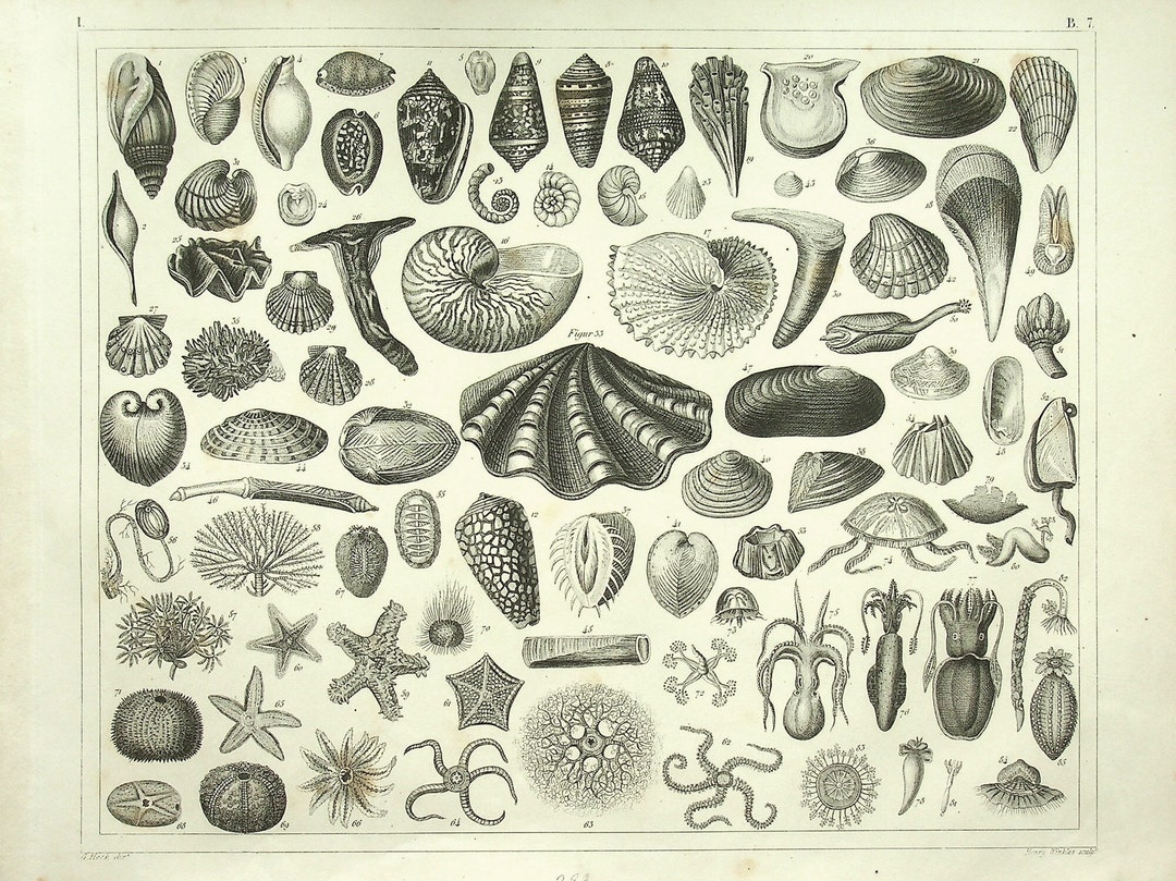 1849 Marine Invertebrates and Shells Engraving | Mollusks, Starfish ...