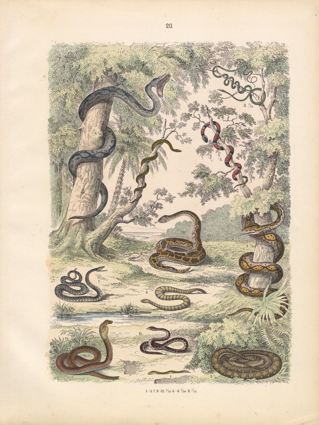Old Snakes Print Antique Colored Litho by T.bromme, 1865 Blind Snake ...