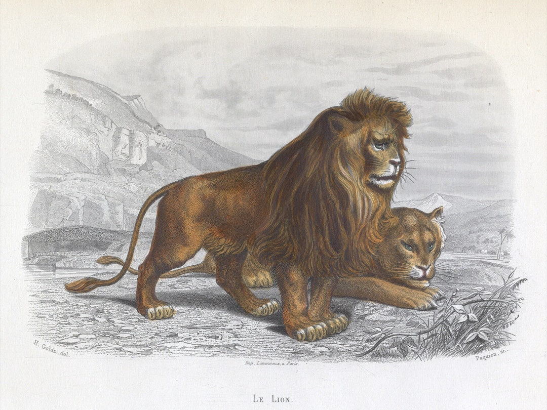 Lion: Rare Antique 1880 Hand-colored Engraving - Buffon's Galerie D ...