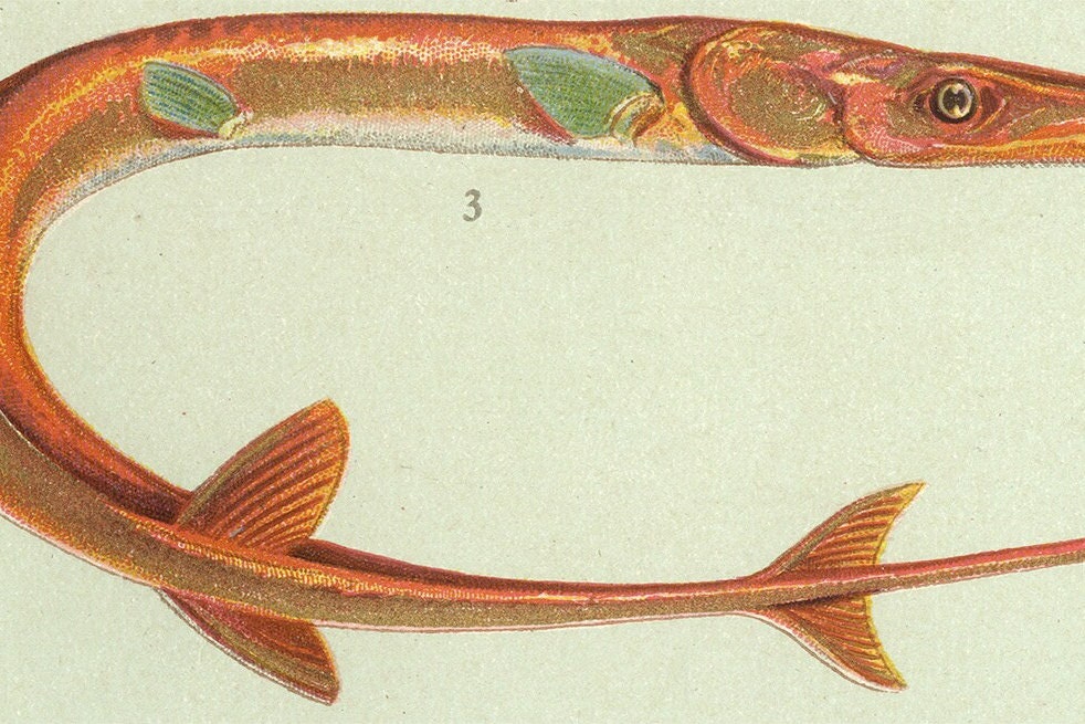 Approx. 1905 Detailed Fish Artwork | Depicting Dragonet (callionymus ...