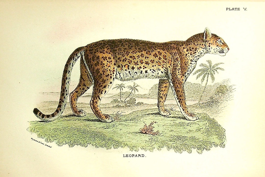 Leopard panthera Pardus Antique Colored Lithograph From 1895 Old Print ...