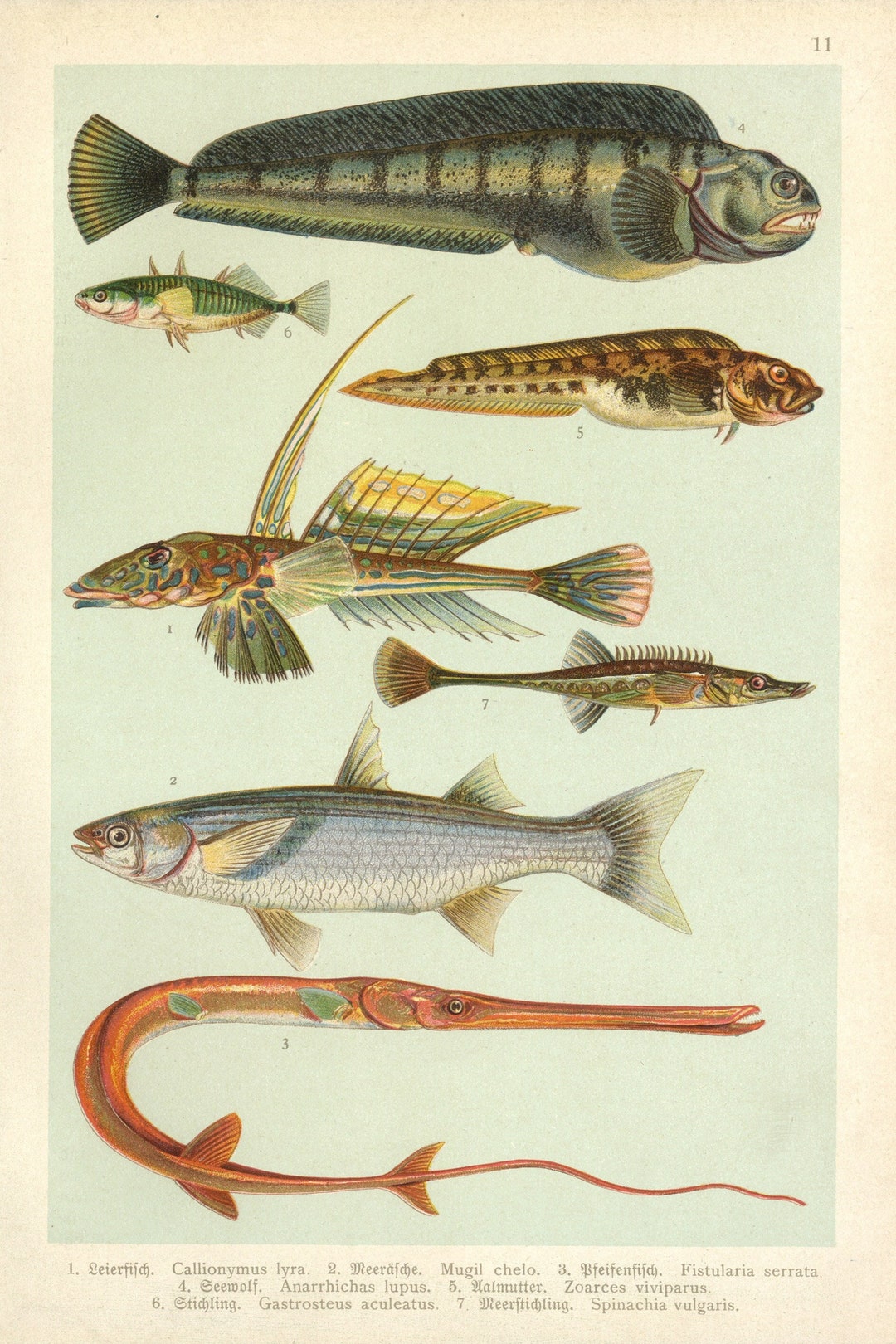 Approx. 1905 Detailed Fish Artwork Depicting Dragonet callionymus Lyra ...