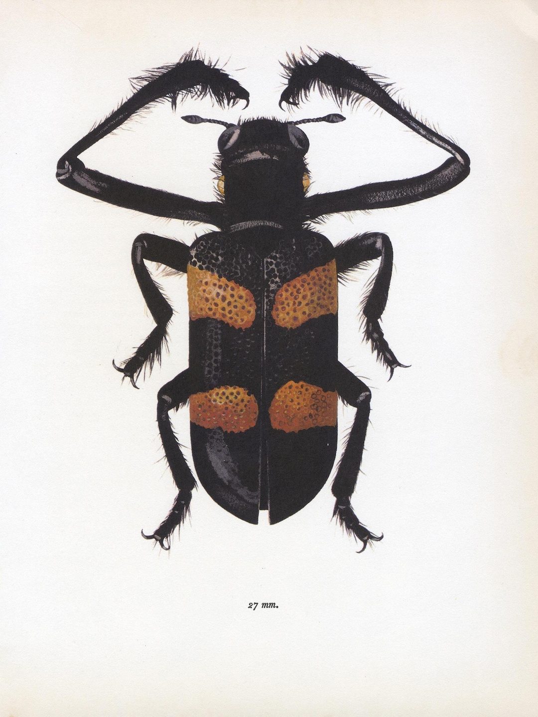 1964 Vintage Beetle Print - Mango Stem Borer (batocera Rufomaculata ...