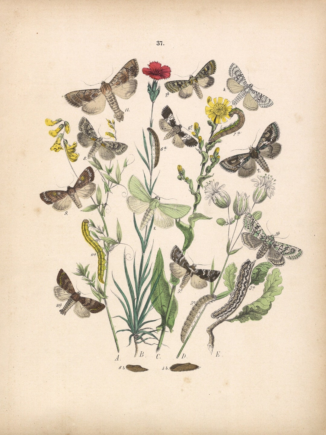 1883 Antique Hand-colored Butterflies Lithograph Green Luperina ...