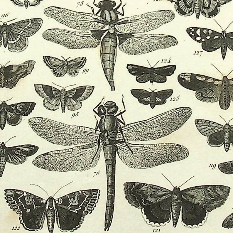 1849 Entomology Engraving | Insects, Butterflies, and Moths | Johann ...