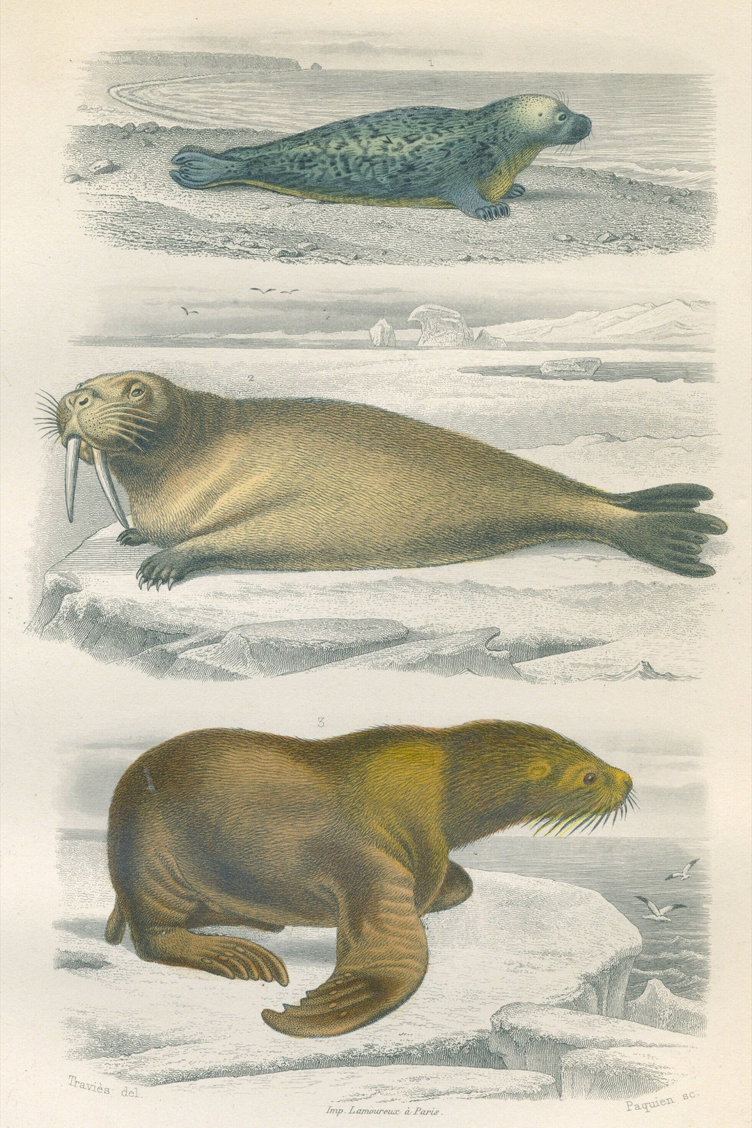 Common Seal: Rare Antique 1880 Hand-colored Engraving - Buffon's ...