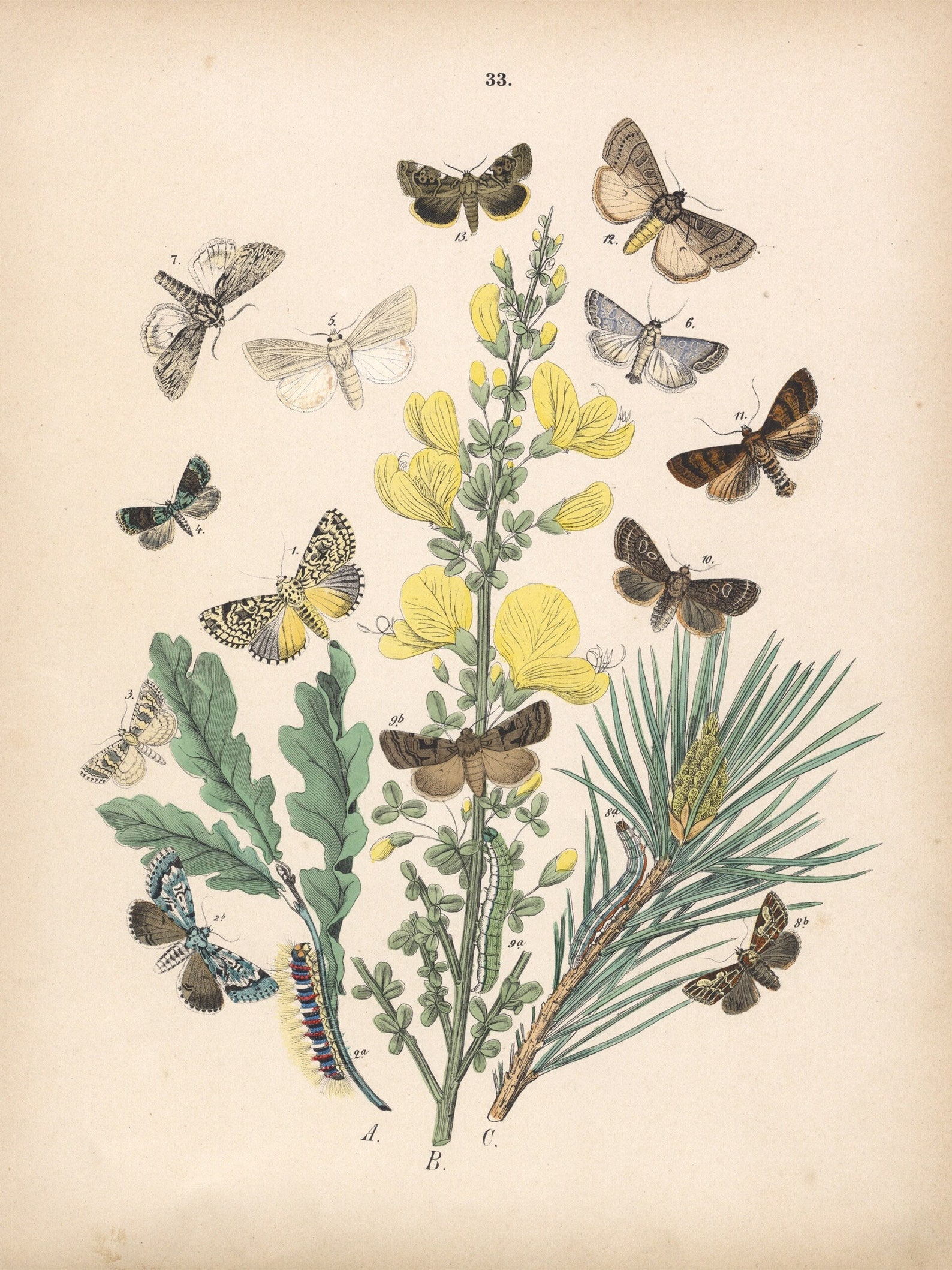 1883 | Antique Hand-colored Butterflies Print - Jester Moth (diphthera ...