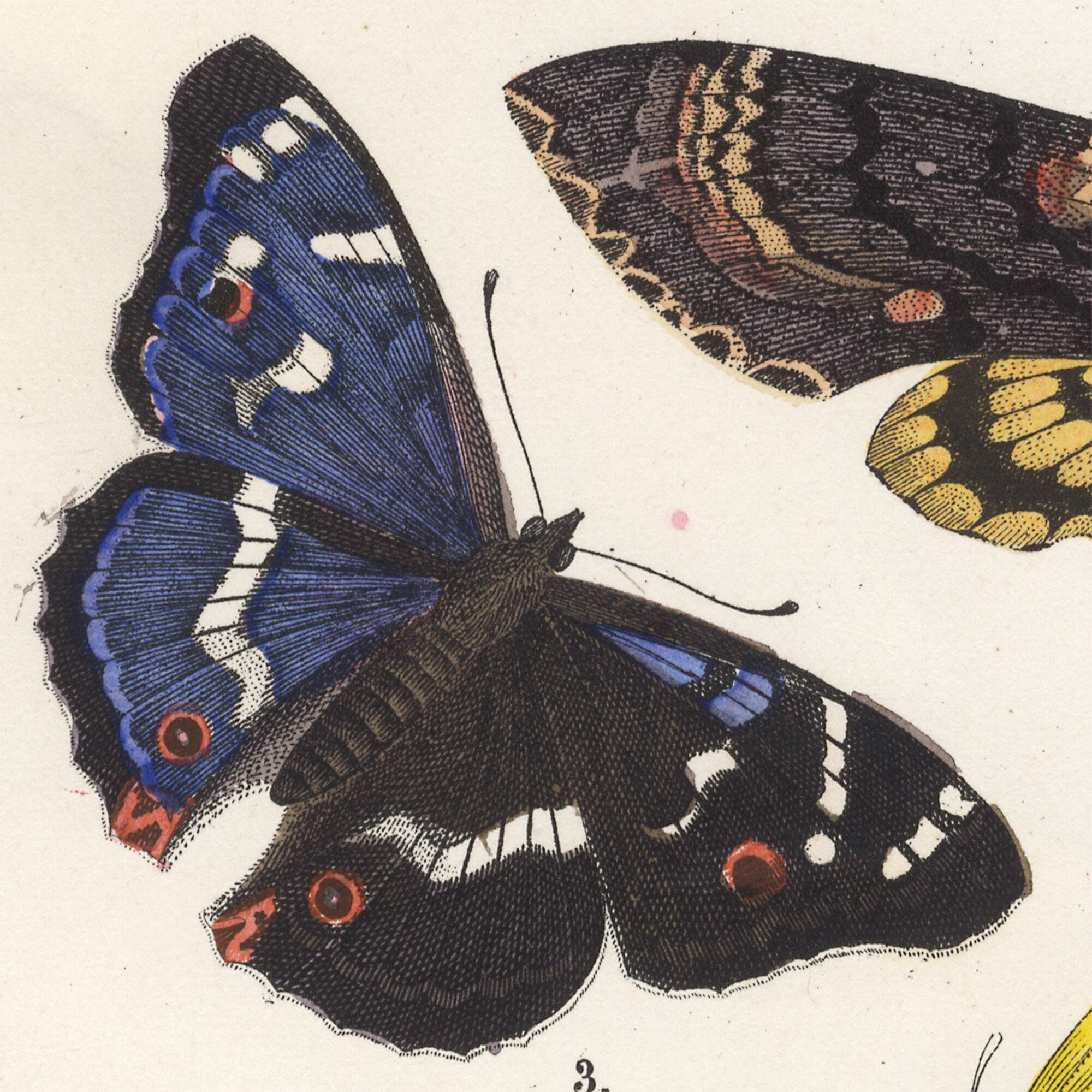 Old Butterflies Print - Antique Colored Litho by T.bromme, 1865 ...