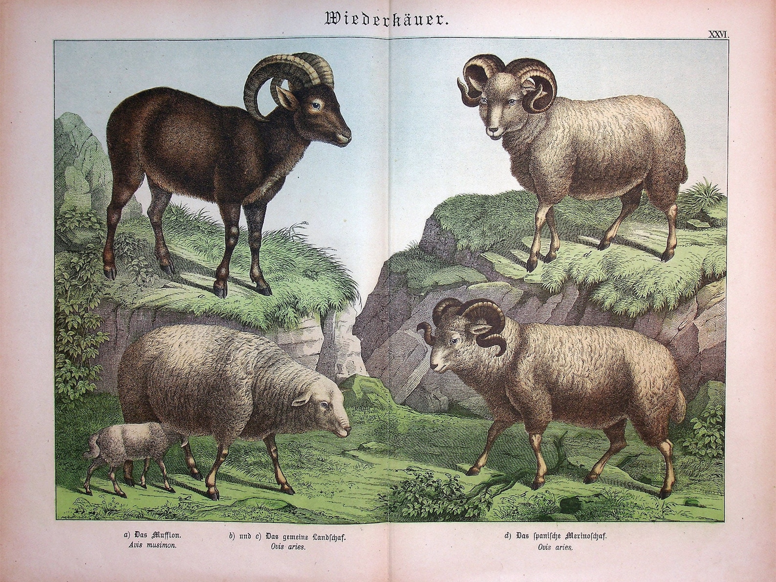 Domestic Sheep (ovis Aries), Mouflon (ovis Musimon) | 1886 Antique ...