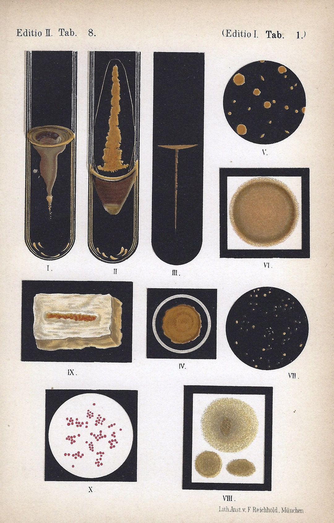 Antique Medical Lithograph - Sarcina Bacteria Variants and Micrococcus ...