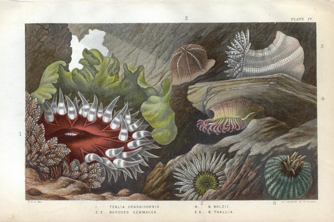 1860 Antique Lithograph - British Sea Anemones: Tealia Crassicornis ...