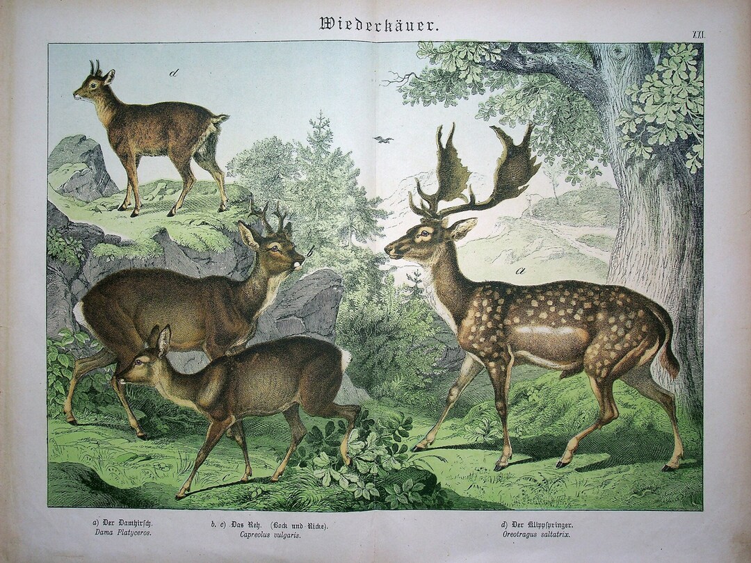 Fallow Deer (dama Platyceros) | 1886 Antique Colored Print ...