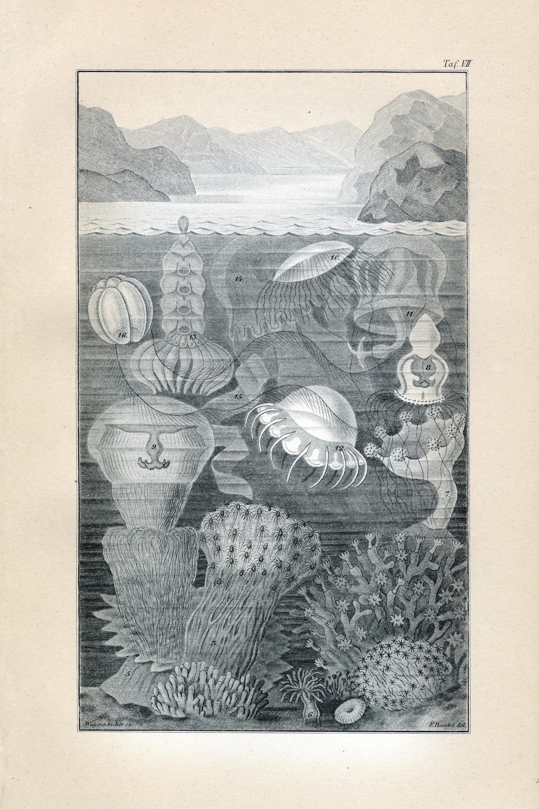 Ernst Haeckel Lithograph of Marine Invertebrates | Antique Ocean Life ...