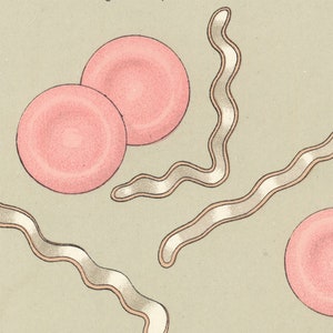 Historical Bacteria Illustration From 1883 | Microscopic View of ...