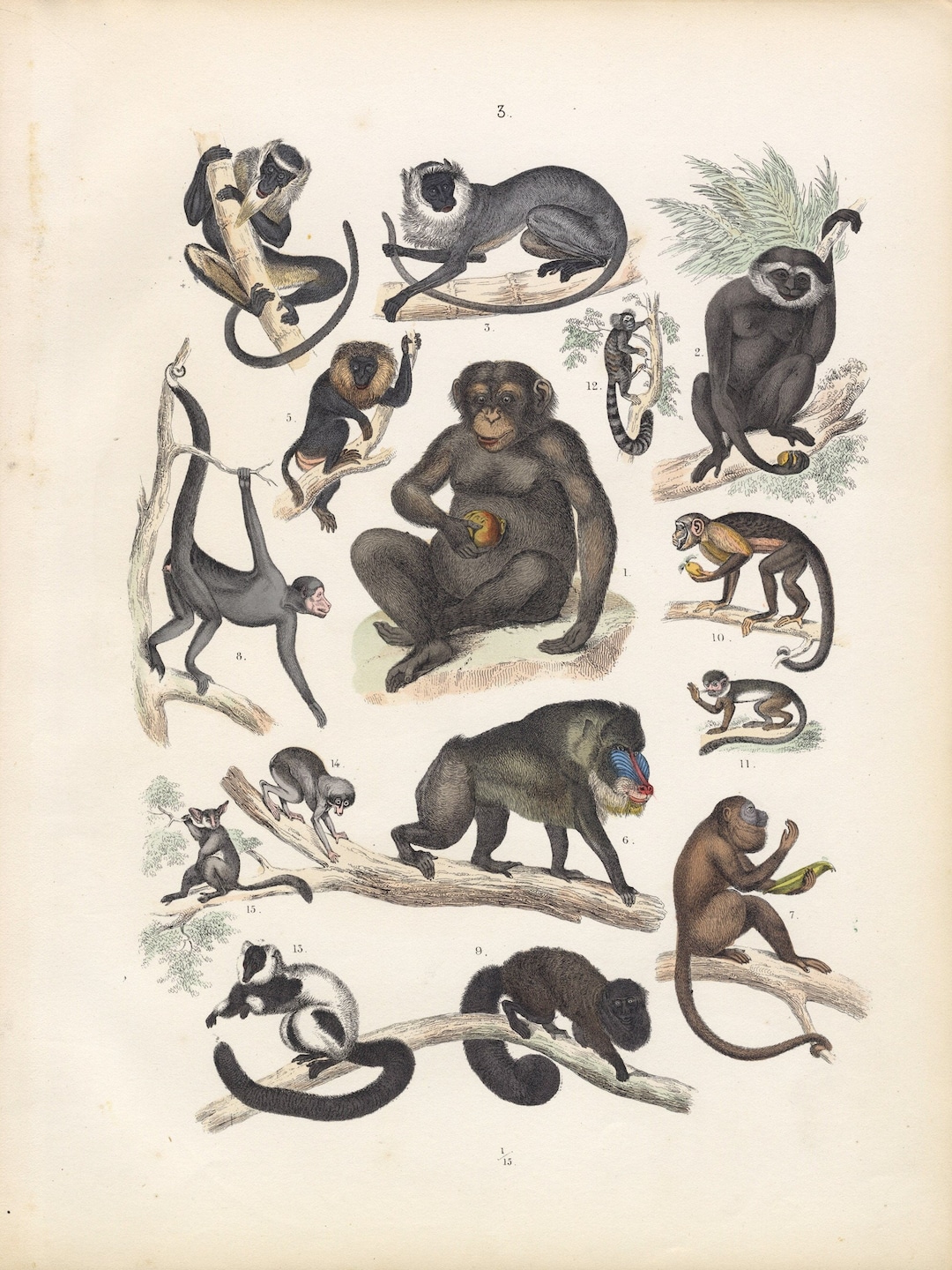 Old Primates Print - Antique Colored Litho by T.bromme, 1865 ...
