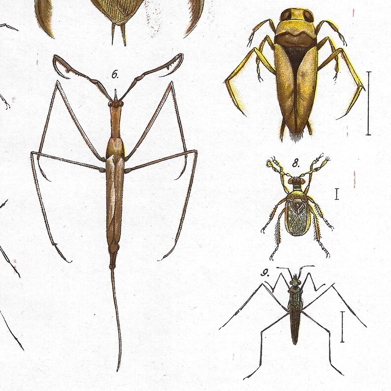 1923 German Old Insect Print Contains Saucer Bug naucoris Cimicoides ...