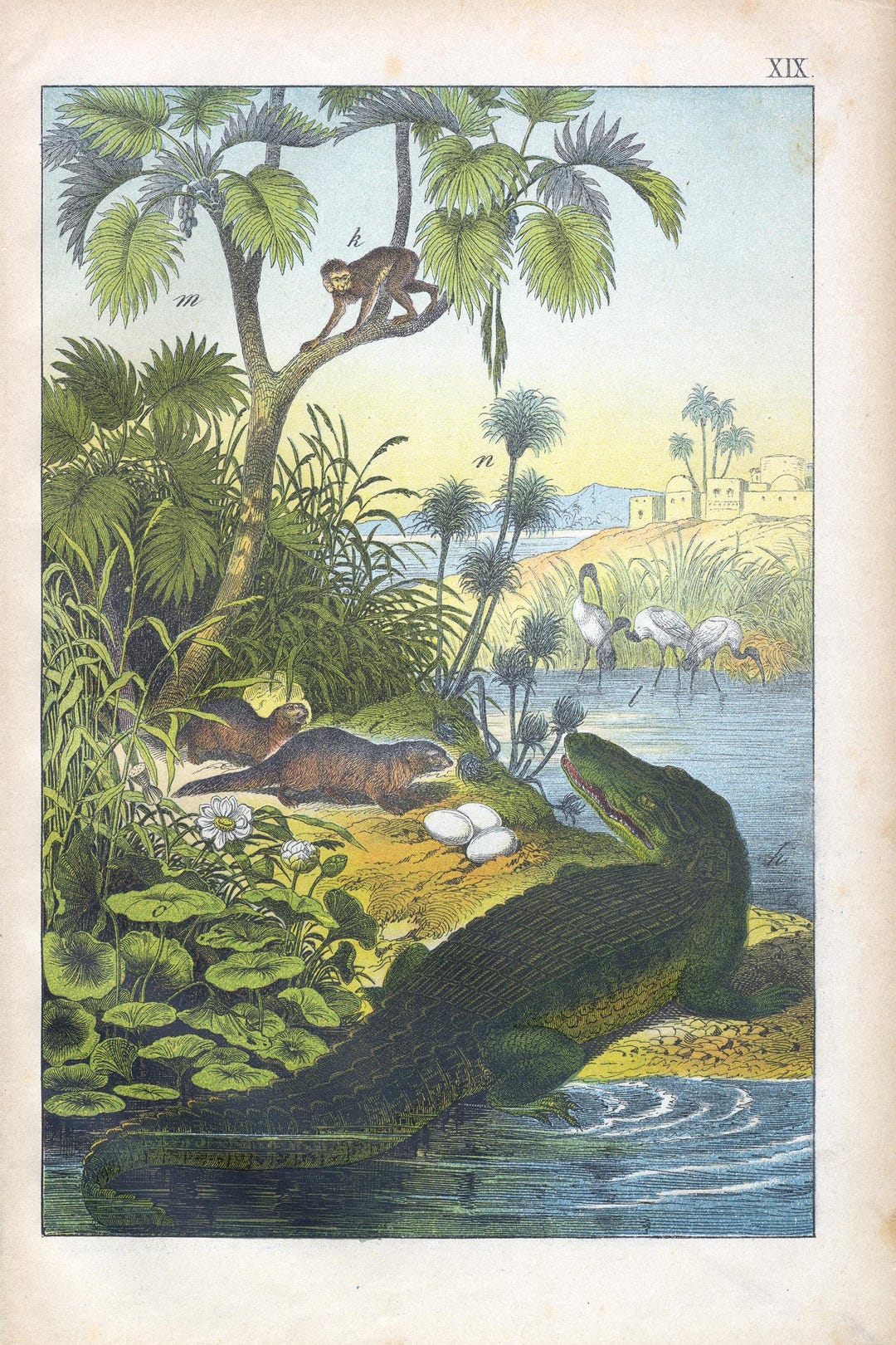 Antique German Lithograph Ca. 1879 - Crocodile, Otters, Monkey, Exotic ...