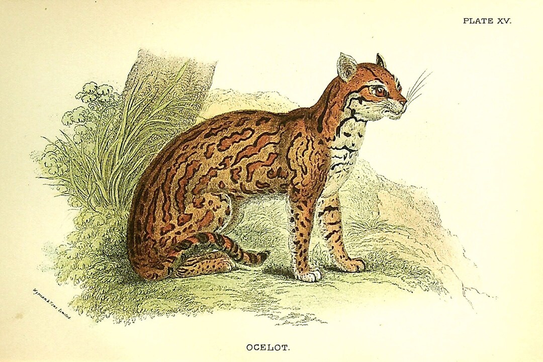 Ocelot - (leopardus Pardalis) - Antique Colored Lithograph From 1895 ...