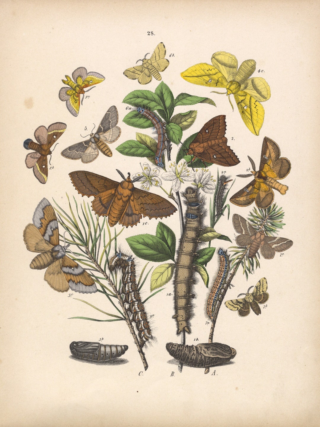 1883 | Antique Hand-colored Lepidoptera Engraving - Lappet (gastropacha ...