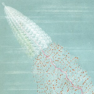 Curved Apolemia (frontispiece) From Le Monde De La Mer (1866) by Alfred ...