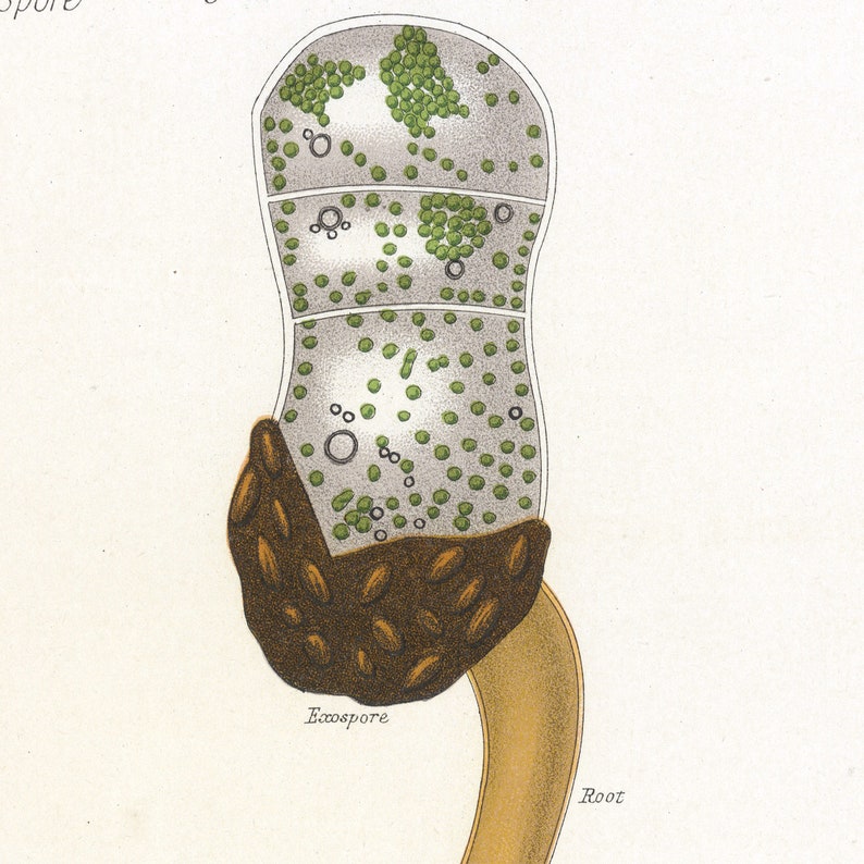 1883 Fern Classification Chart | Taxonomy of Cryptogamic Plants in an ...