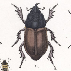Old Insects Print - Antique Colored Litho by T.bromme, 1865 - Green ...