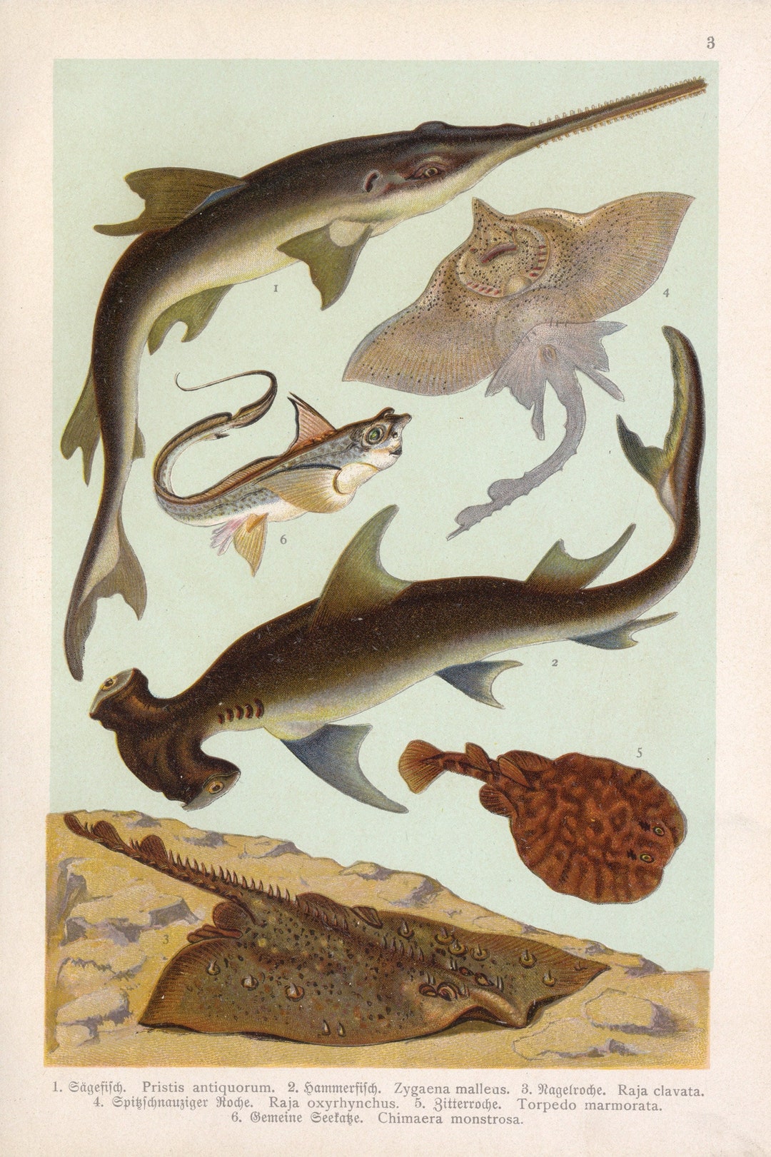 1905 Detailed Marine Fish Artwork Showcasing Chimaera chimaera ...