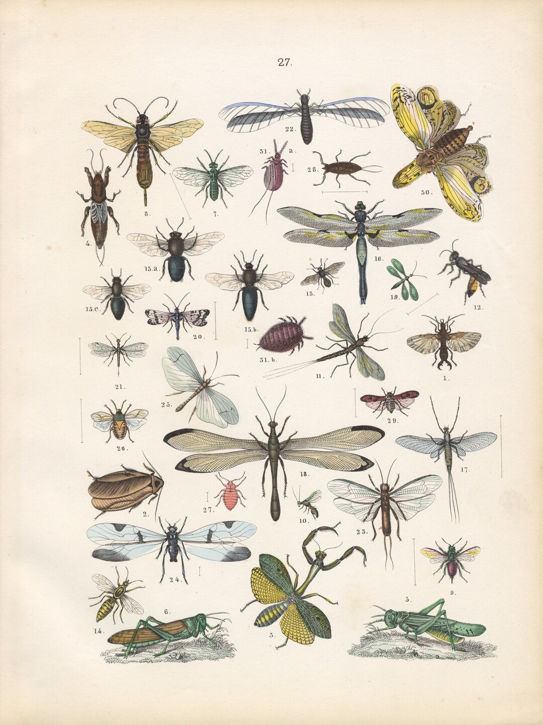 Old Insects Print - Antique Colored Litho by T.bromme, 1865 - Migratory ...