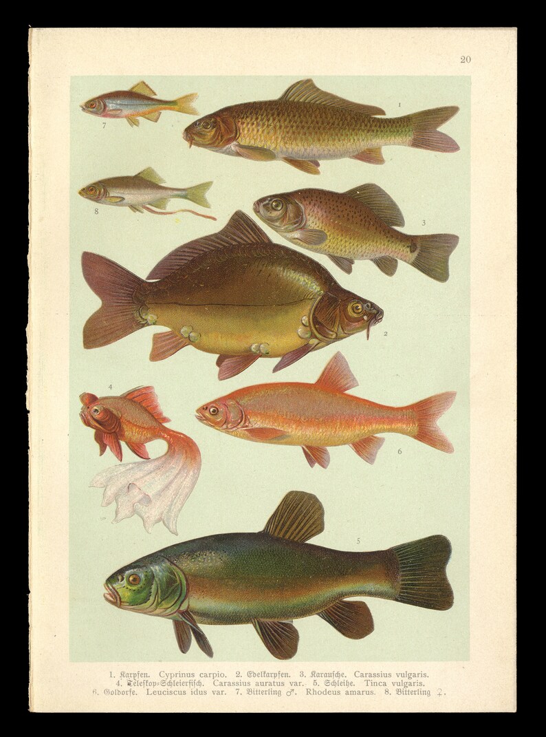 1905 Antique Carp Print | Featuring Bitterling (rhodeus Amarus ...