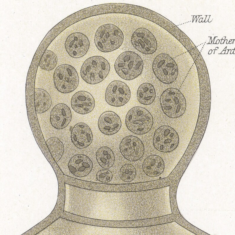1883 Fern Classification Chart | Taxonomy of Cryptogamic Plants in an ...