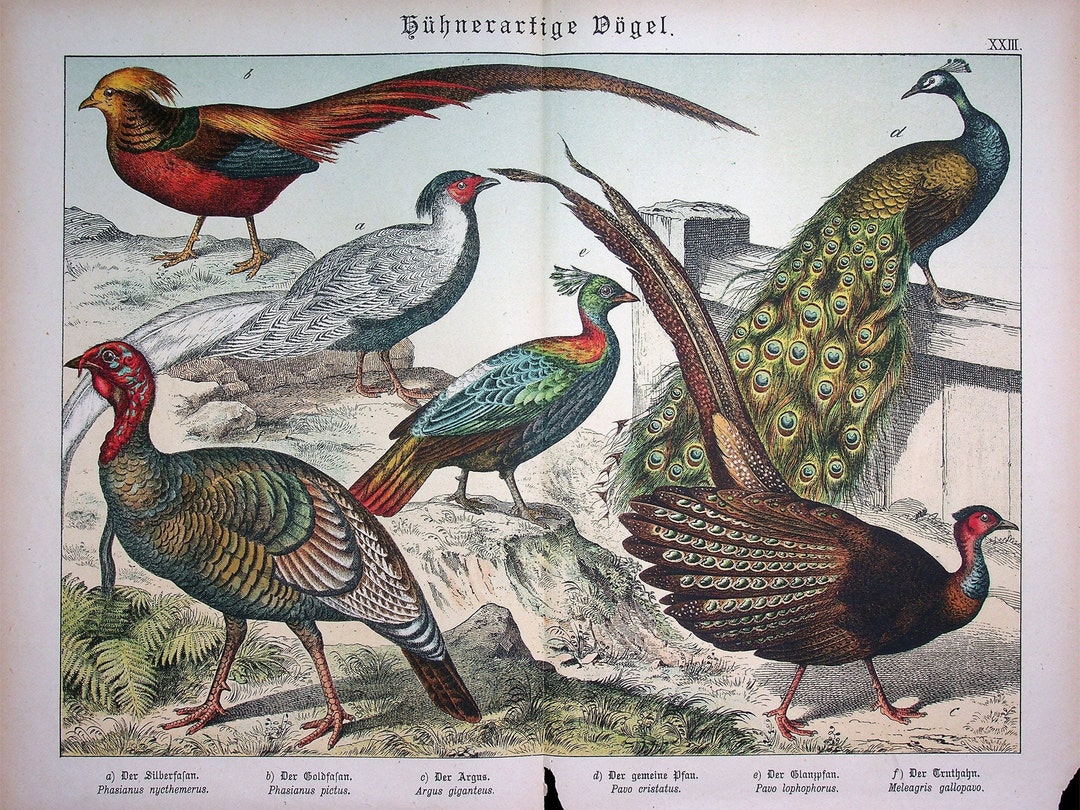 Great Argus (argus Gigantheus), Indian Peafowl (pavo Cristatus) | 1886 ...