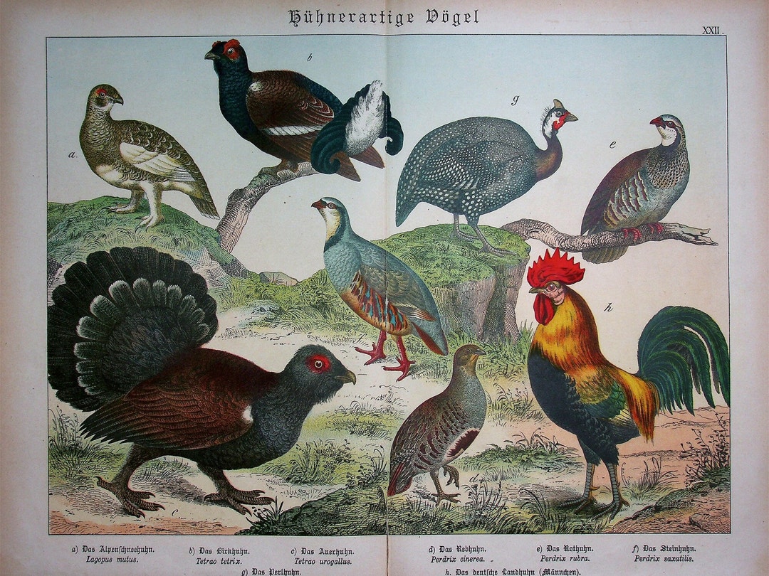 Domestic Chicken (gallus Domesticus), Western Capercaillie (tetrao ...