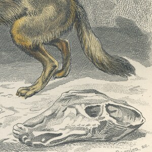 Fox and Wolf: Rare Antique 1880 Hand-colored Engraving - Buffon's ...