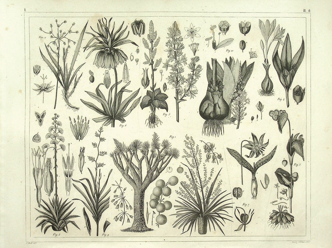 1849 Antique Botanical Engraving | Rare Flora Study From Johann Georg ...