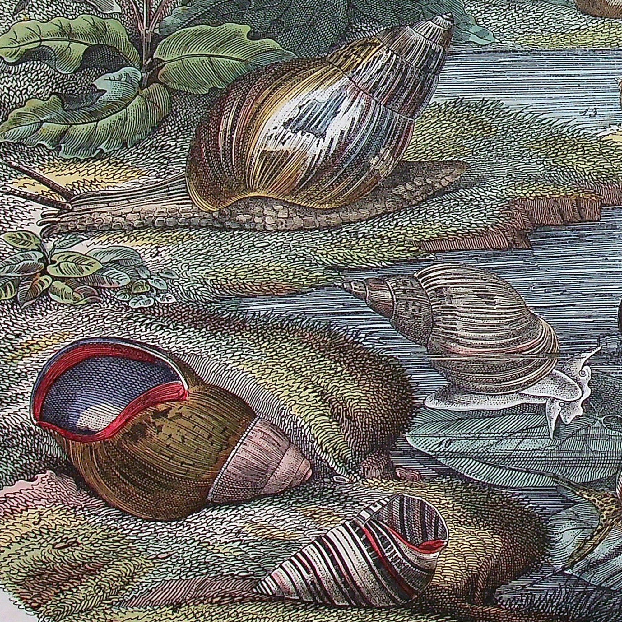 1886 Antique Snails Litho Incl. Grain Mite, Grape Mite, Giant African ...