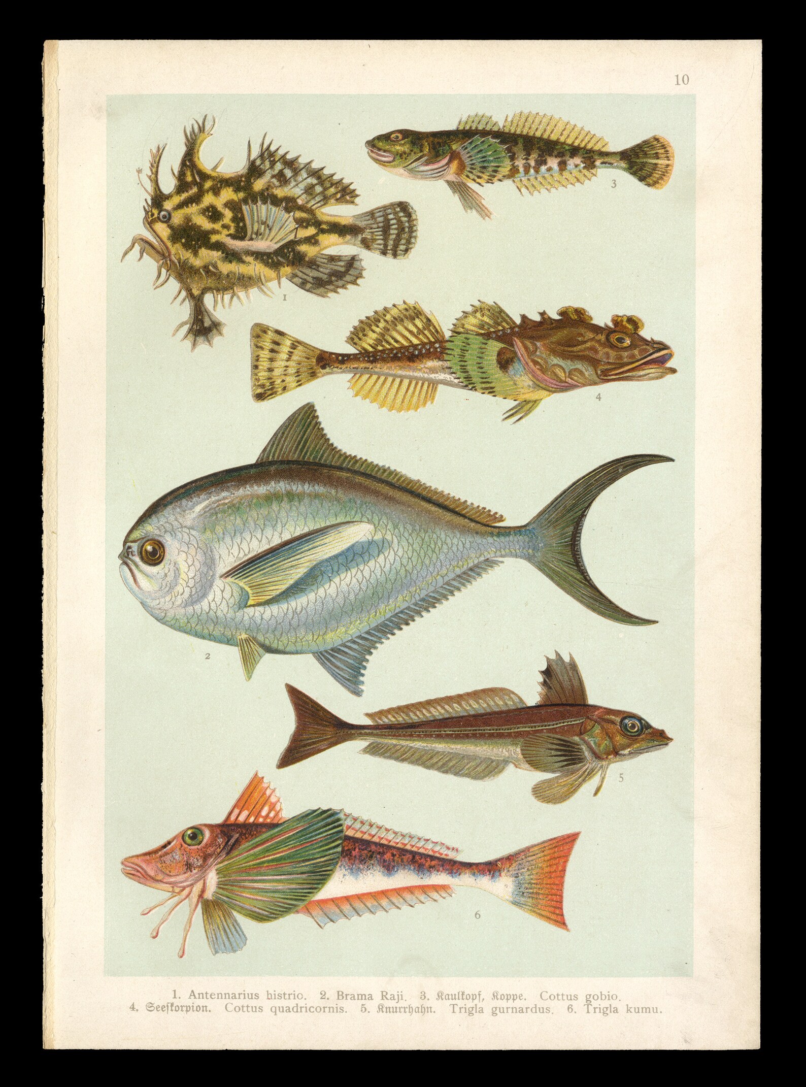 1905 Vintage Fish Lithograph | Highlighting Frogfish (antennarius Sp ...
