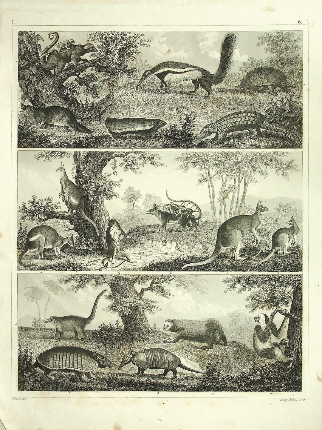 1849 Mammals Engraving by Johann Georg Heck | Anteaters, Kangaroos ...