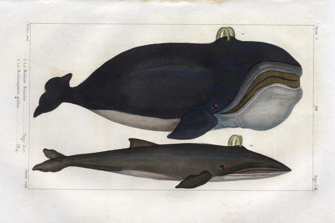 Rare Hand-colored Whale Engraving | 1825 Buffon - Lacépède Natural ...