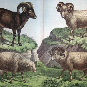 Domestic Sheep (ovis Aries), Mouflon (ovis Musimon) | 1886 Antique ...