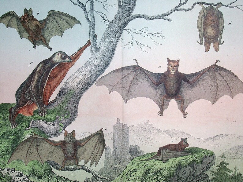 Greater Spear-nosed Bat (phyllostoma Spectrum), Brown Long-eared Bat ...