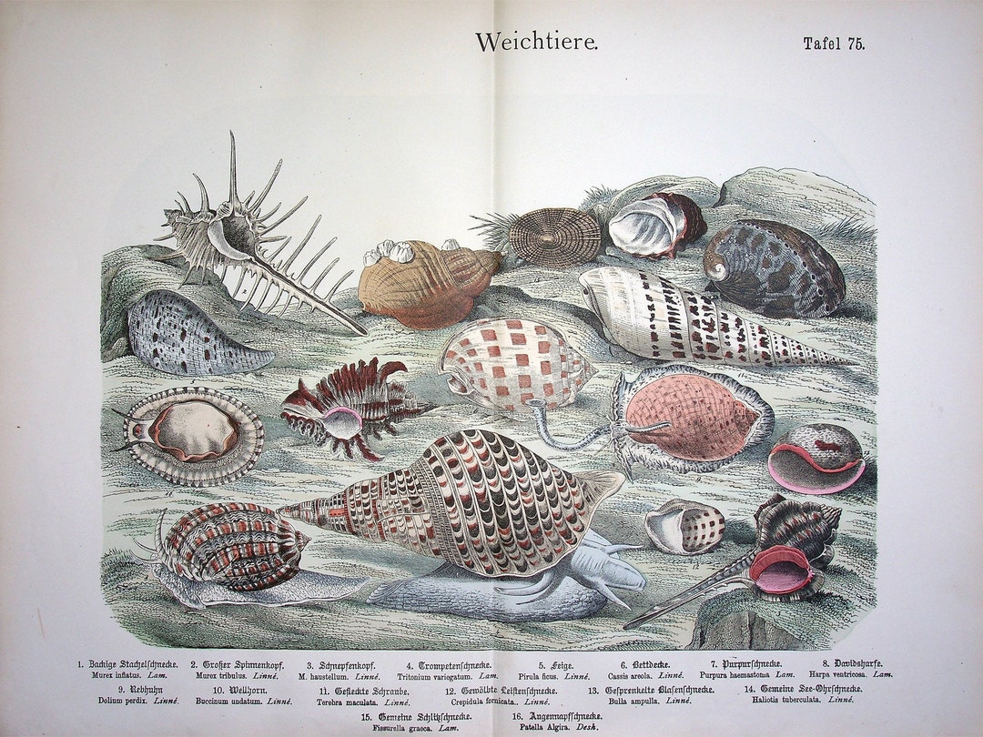 1886 Antique Snails Litho Incl. Inflated Murex (murex Inflatus) - Old ...