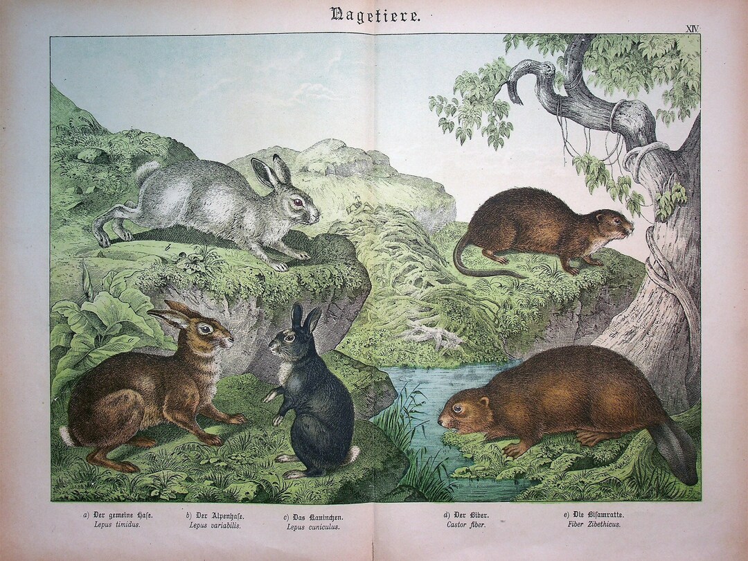European Beaver (castor Fiber), Muskrat (fiber Zibethicus) | 1886 ...