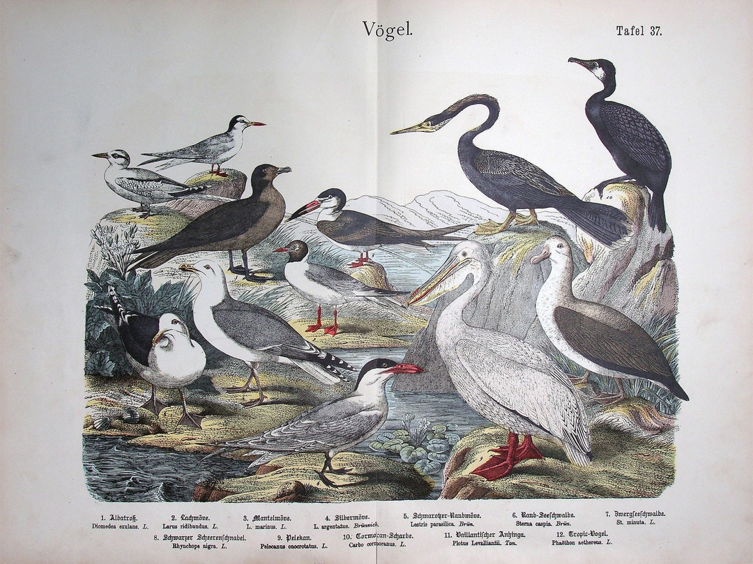 1886 Antique Seabirds Litho Incl. Albatross (diomedea Exulans) - Old ...