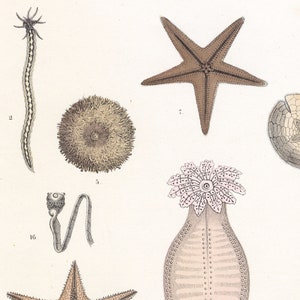 Old Marine Life Print - Antique Colored Litho by T.bromme, 1865 ...