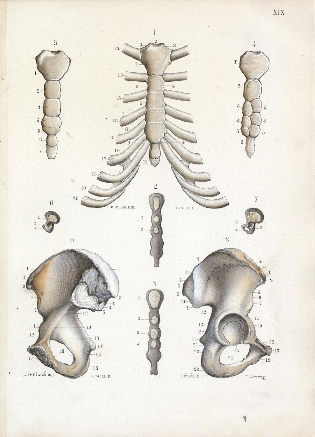 1877 Hand-colored Engraving – Human Pelvis, Sacrum, and Sternum Anatomy ...