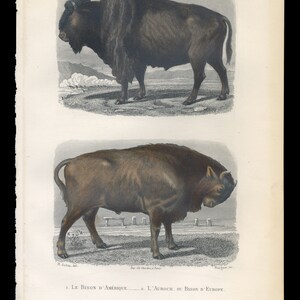 Bison and Aurochs: Rare Antique 1880 Hand-colored Engraving - Buffon's ...