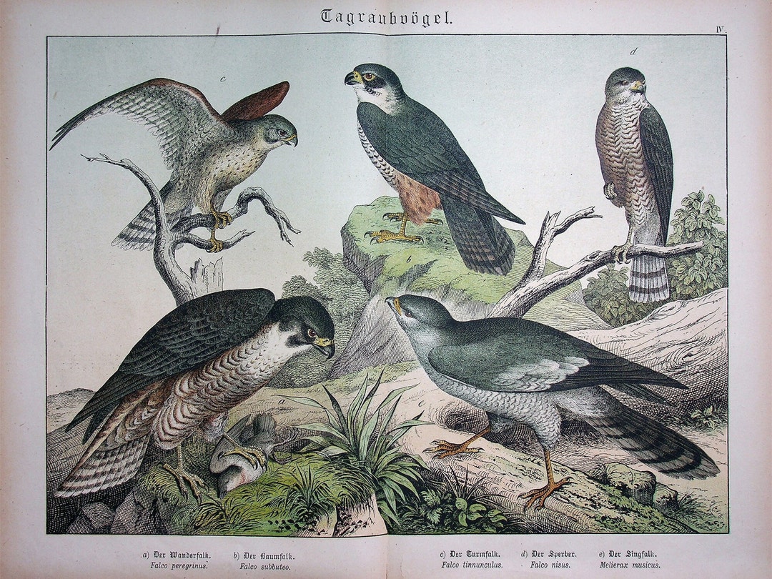 Eurasian Sparrowhawk (falco Nisus), Peregrine Falcon (falco Peregrinus ...