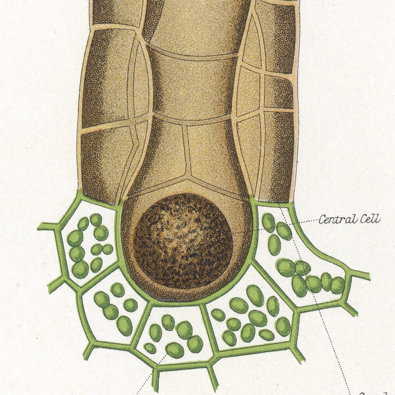 1883 Fern Classification Chart | Taxonomy of Cryptogamic Plants in an ...