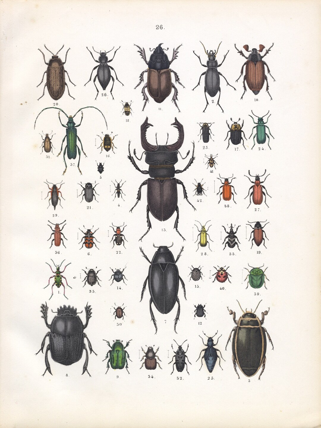 Old Insects Print - Antique Colored Litho by T.bromme, 1865 - Green ...