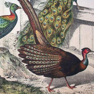 Great Argus (argus Gigantheus), Indian Peafowl (pavo Cristatus) | 1886 ...